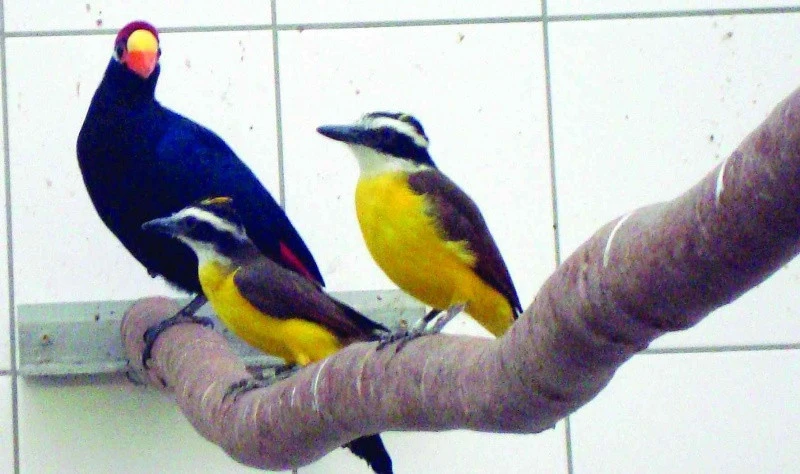 Měkkožraví chovanci našich voliér: Pěvci | iFauna.cz