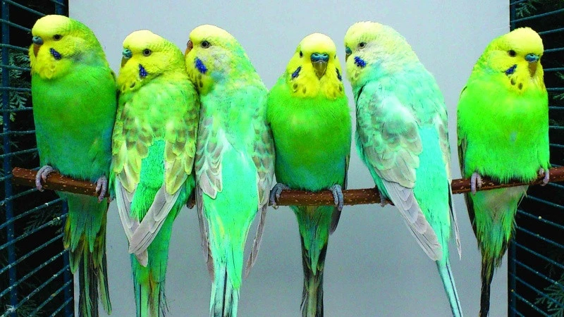 Duhová andulka – miniseriál 3. část | iFauna.cz