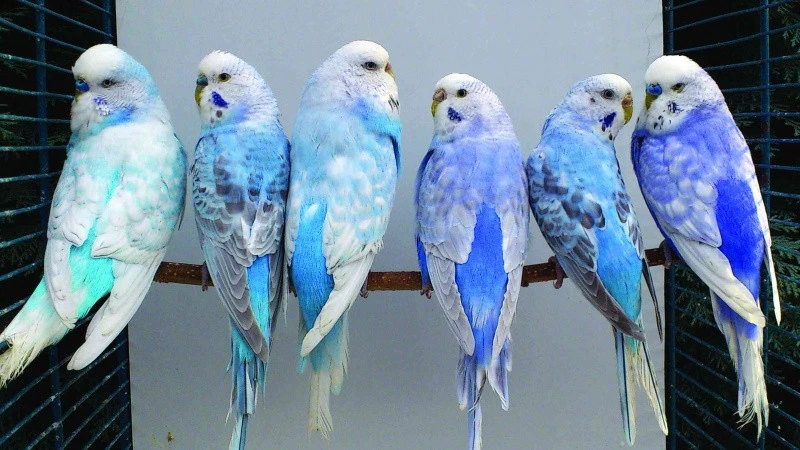 Duhová andulka – miniseriál 4. část, Opa... | iFauna.cz