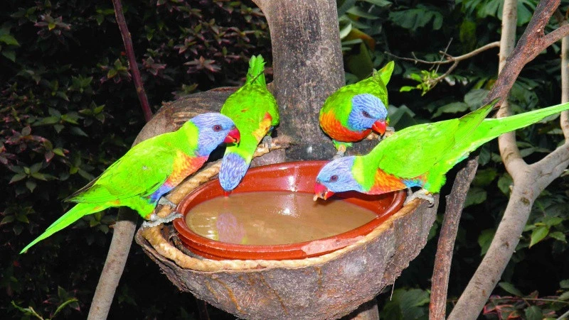 Katandra Treetops – Loro Park | iFauna.cz