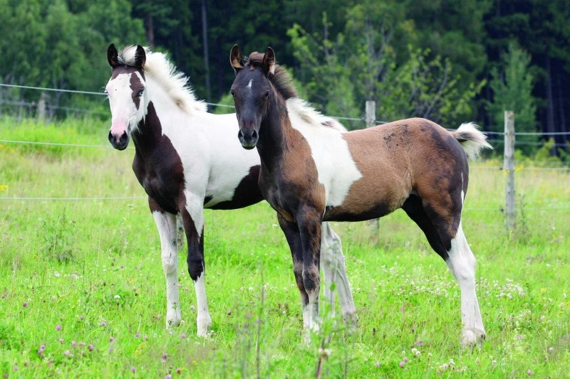 Jak si pořídit painta | iFauna.cz
