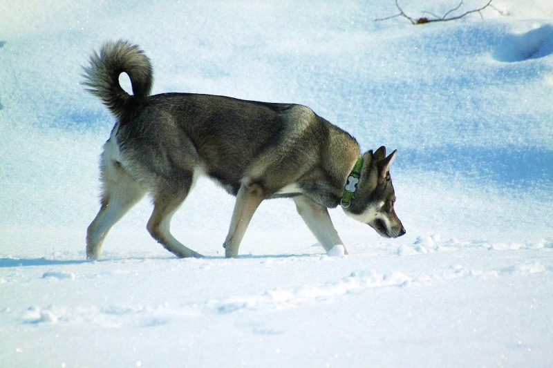 Švédský losí pes – jämthund | iFauna.cz