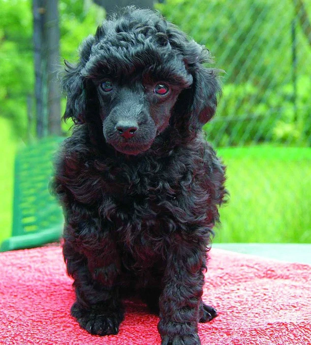 Pudl a jeho historie | iFauna.cz