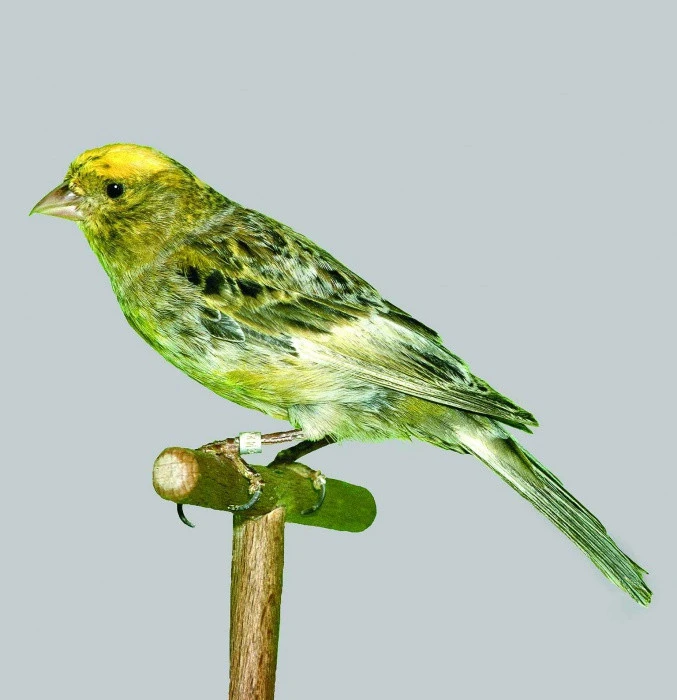 Kreslený kanár lizard | iFauna.cz