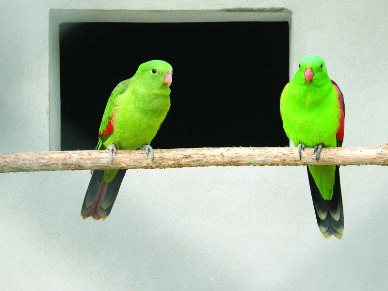 Papoušek červenokřídlý | iFauna.cz