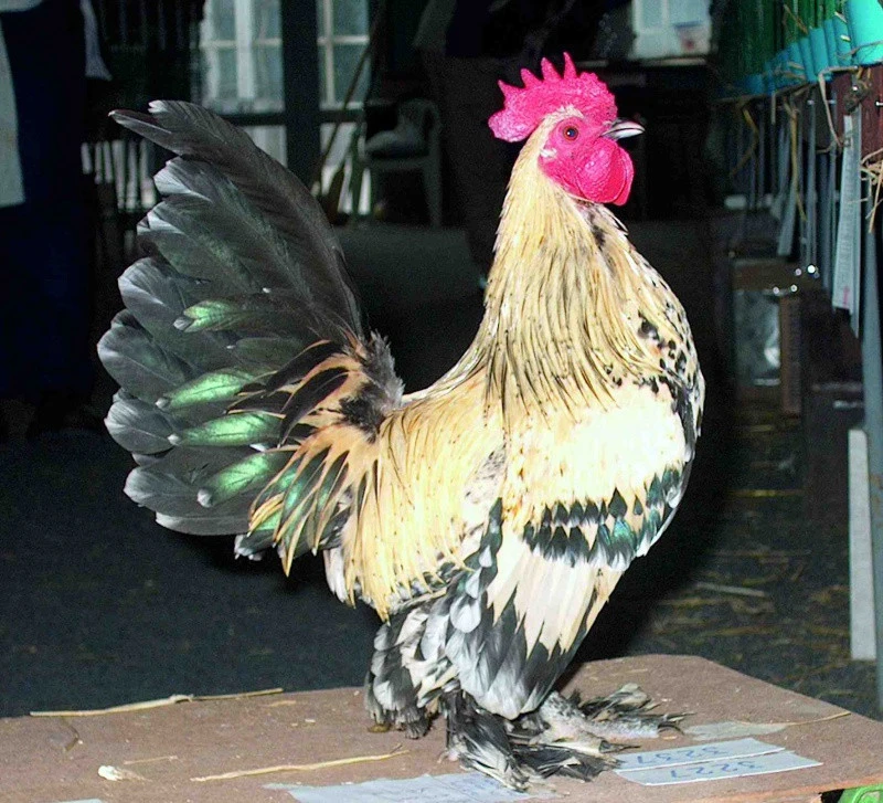 Zakrslá plemena slepic | iFauna.cz