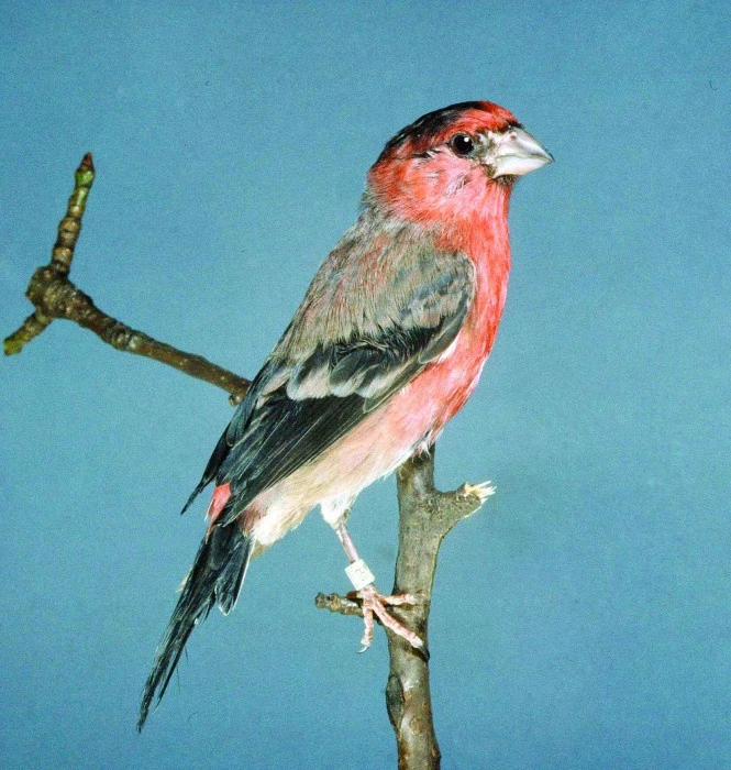 Hýl obecný Pyrrhula pyrrhula (Linnaeus,... | iFauna.cz