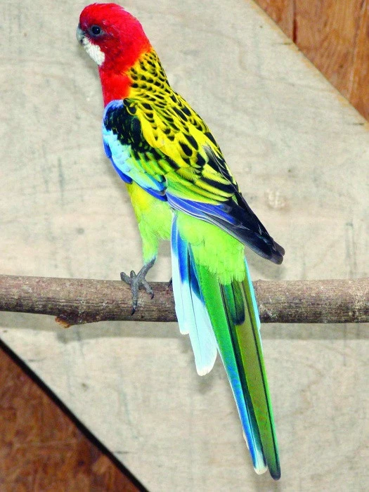 Rozela pestrá nádherná | iFauna.cz