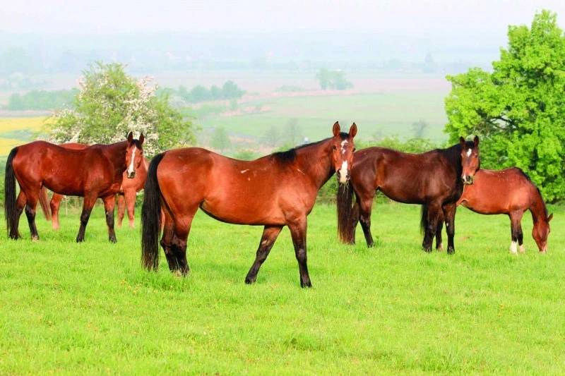 Dvůr Borčice | iFauna.cz