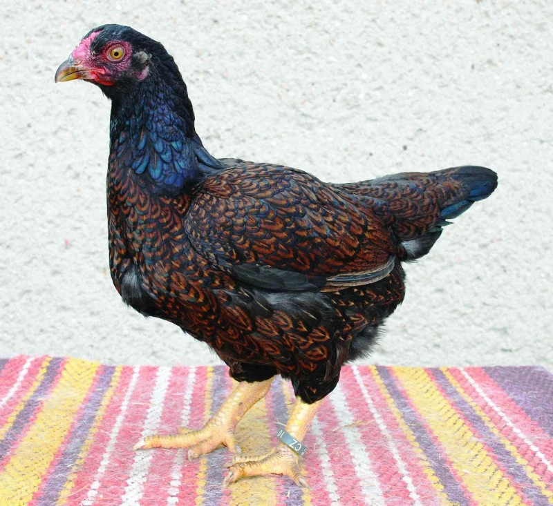 Bojovnice indické | iFauna.cz