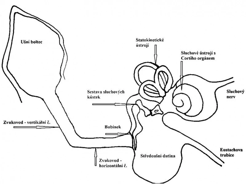 Ucho jako orgán sluchu psa a kočky | iFauna.cz