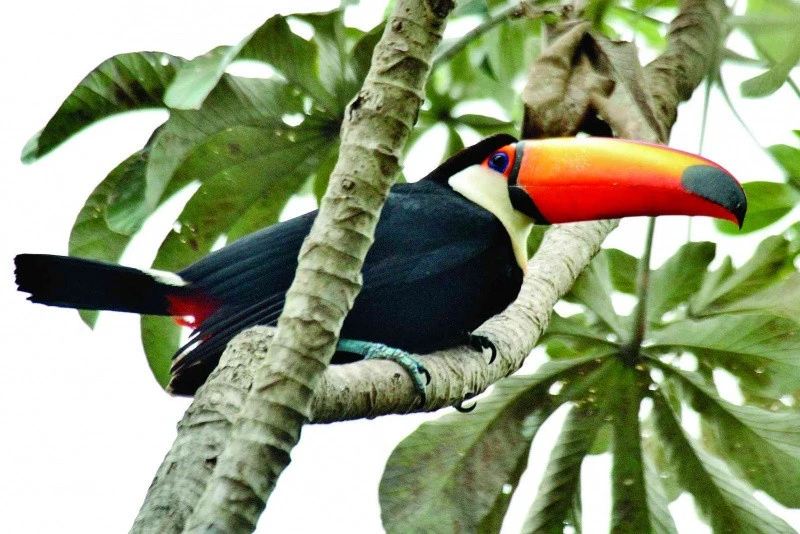 Tukani v přírodě a lidské péči | iFauna.cz