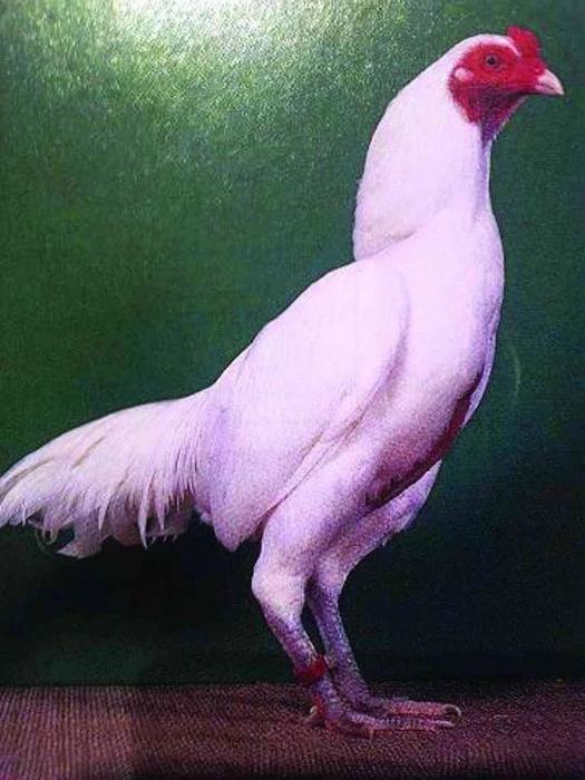 Bojovnice tuzo | iFauna.cz