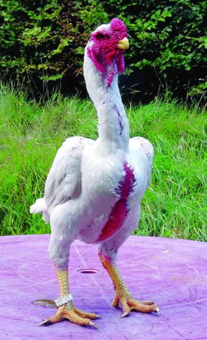 Bojovnice jamato | iFauna.cz