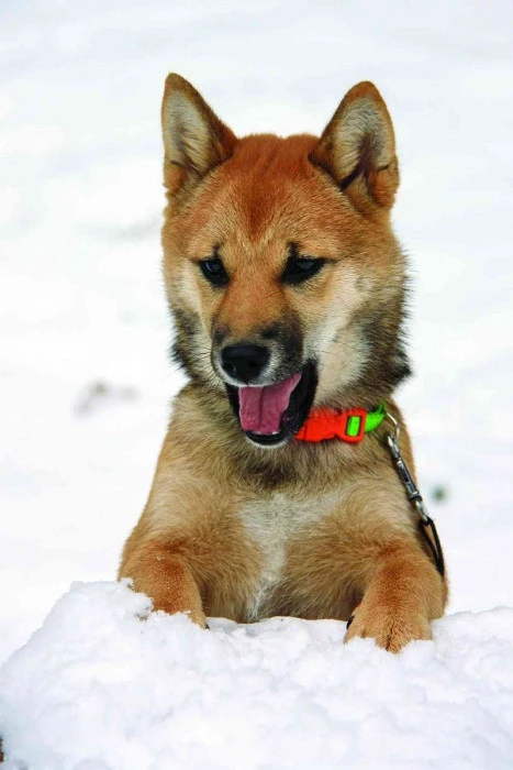 Shiba-inu – tak trochu jiný pes | iFauna.cz