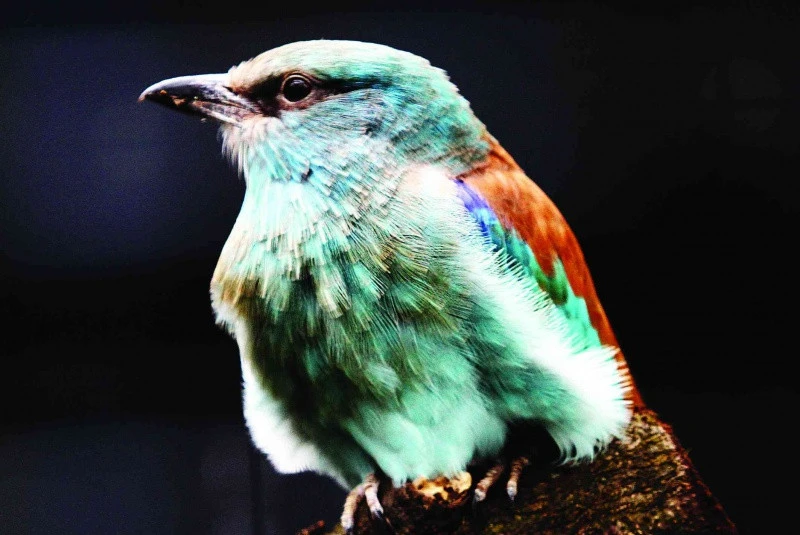 Mandelík hajní (Coracias garrulus) v Zoo... | iFauna.cz