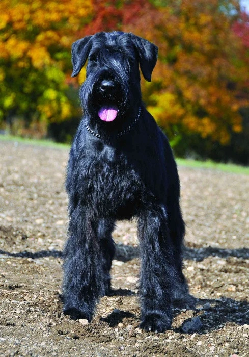 Velký knírač – část 2. | iFauna.cz