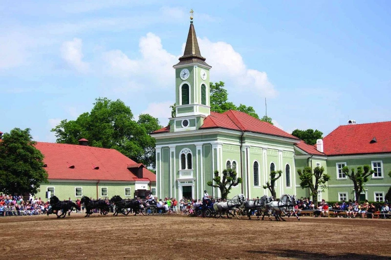 Kladrubský hřebčín voní novotou | iFauna.cz