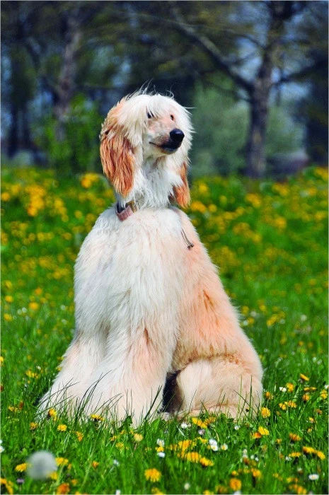 Afgánský chrt | iFauna.cz