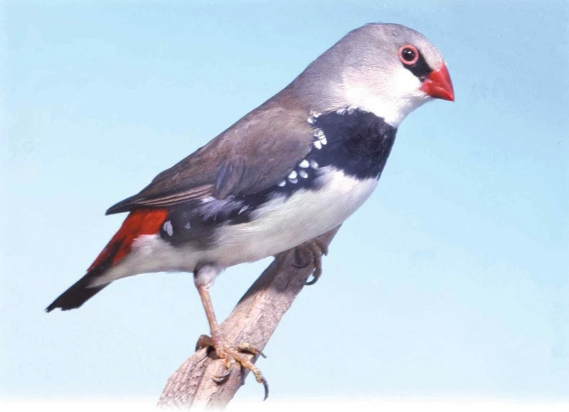 Amadina diamantová a dva příbuzné druhy... | iFauna.cz