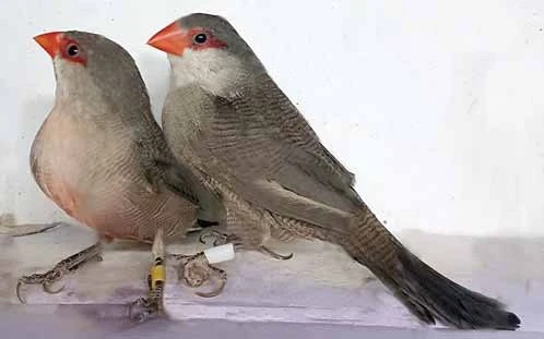 Chov astrilda vlnkovaného (Estrilda astr... | iFauna.cz