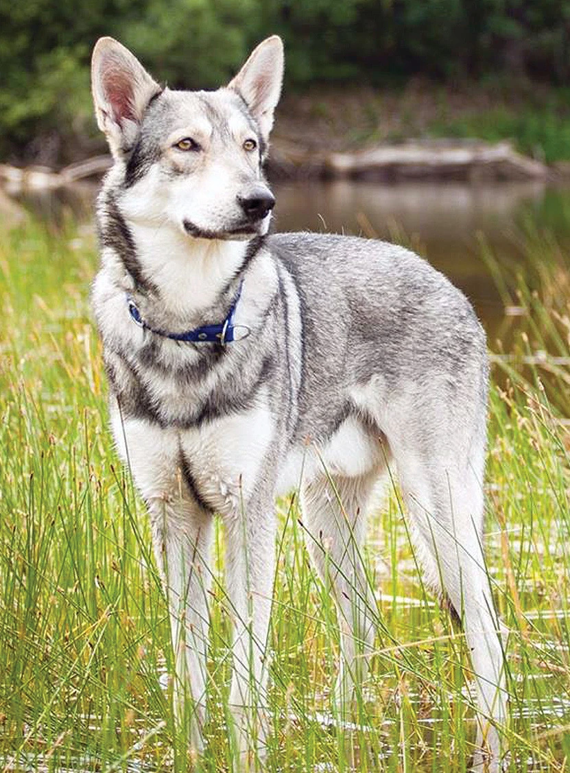 Příběhy z veterinární ordinace 1 – Ruptu... | iFauna.cz