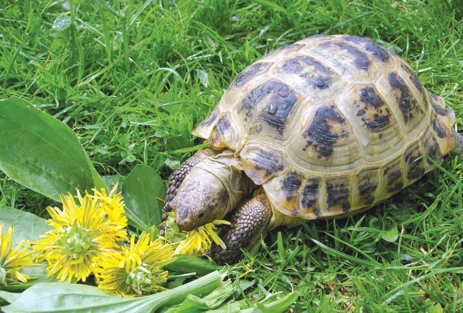 Želva stepní – 2. část (dokončení) | iFauna.cz