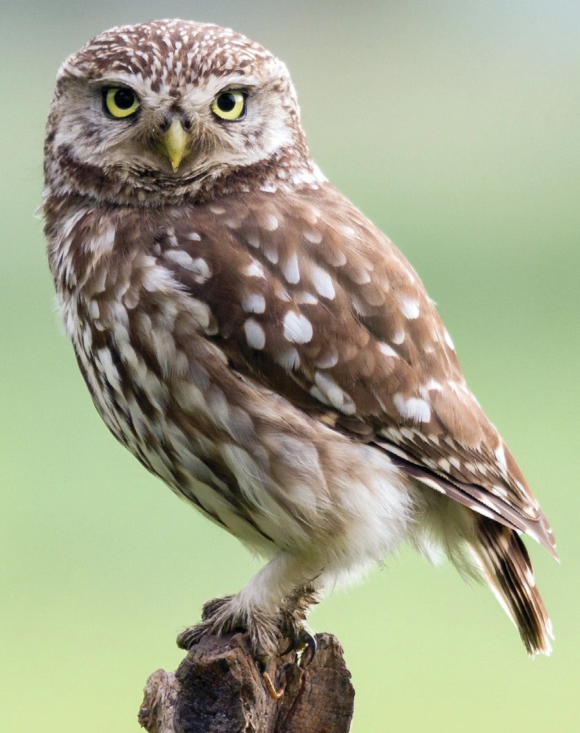 Sýček obecný | iFauna.cz