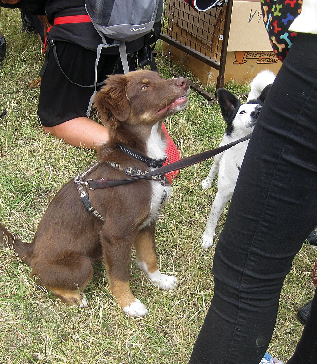 Ten pes je hluchý | iFauna.cz