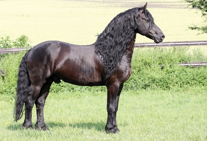 Jména koní 2 | iFauna.cz