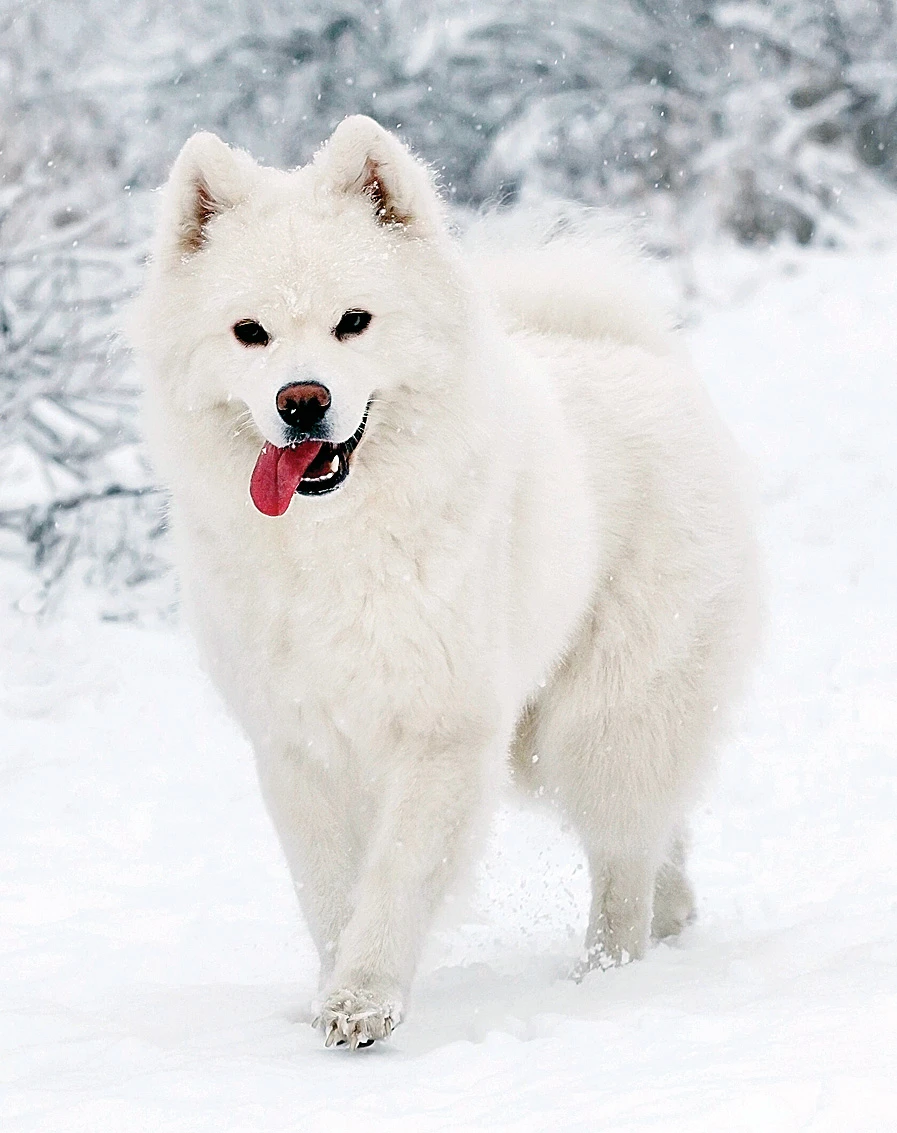 Samojed | iFauna.cz