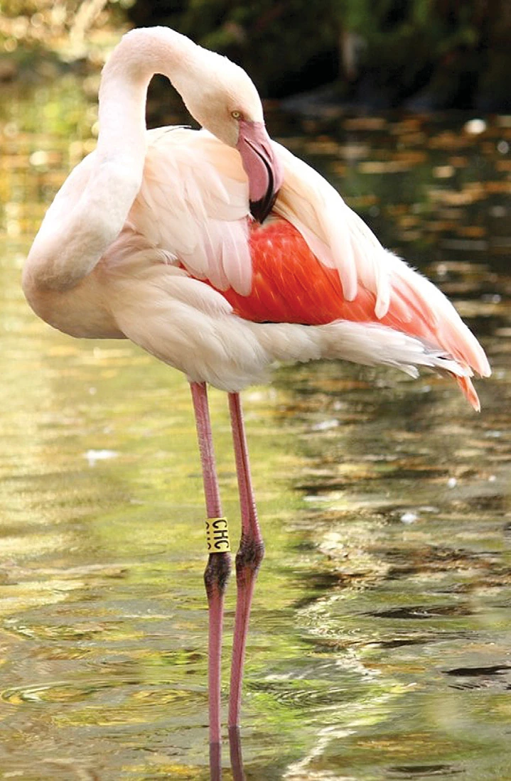 Plameňák růžový (Phoenicopterus roseus)... | iFauna.cz
