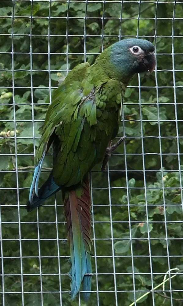 Ara horský (Primolius couloni) | iFauna.cz