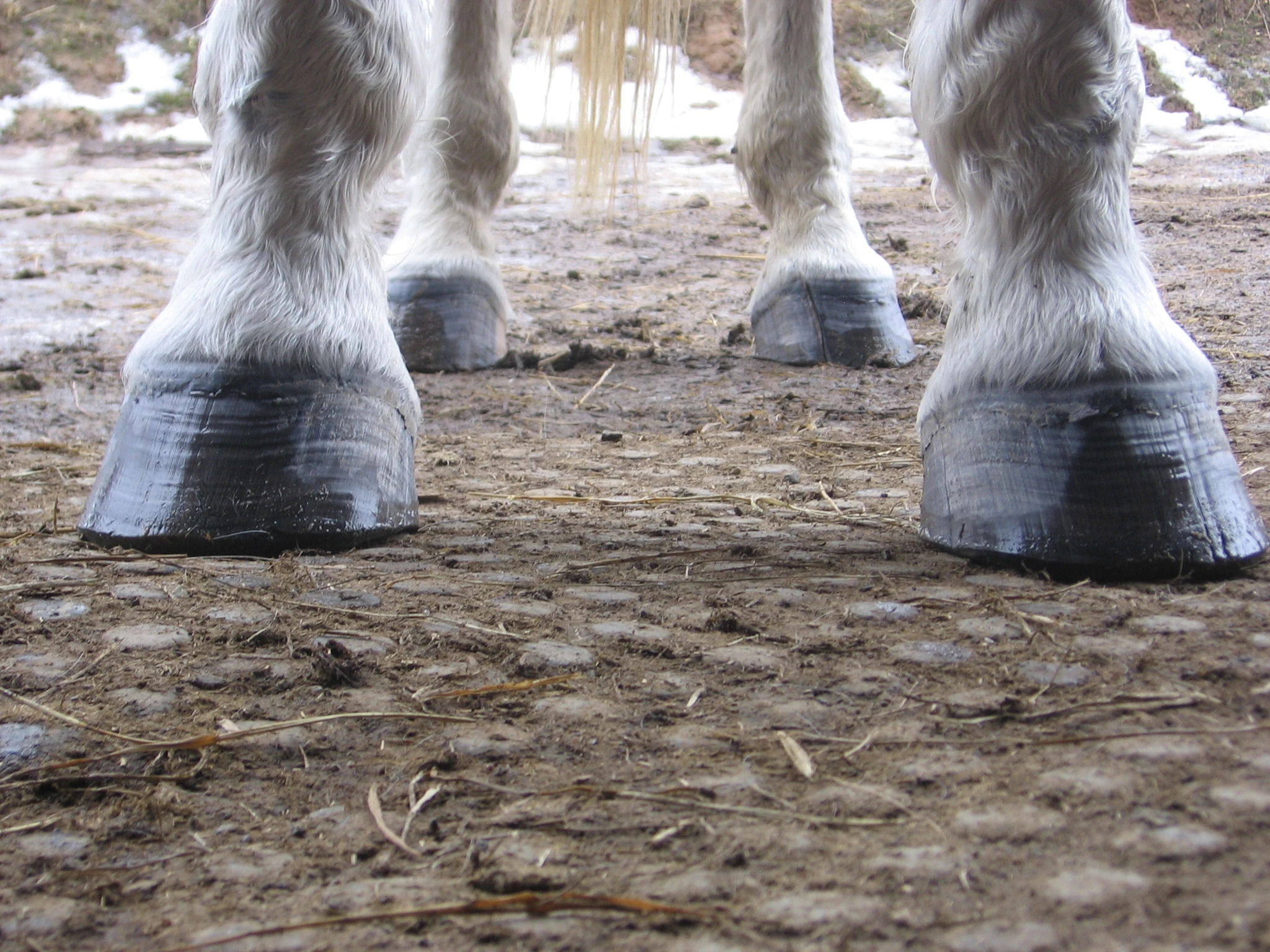 Vlastní kůň, díl 14: Péče o kopyta | iFauna.cz