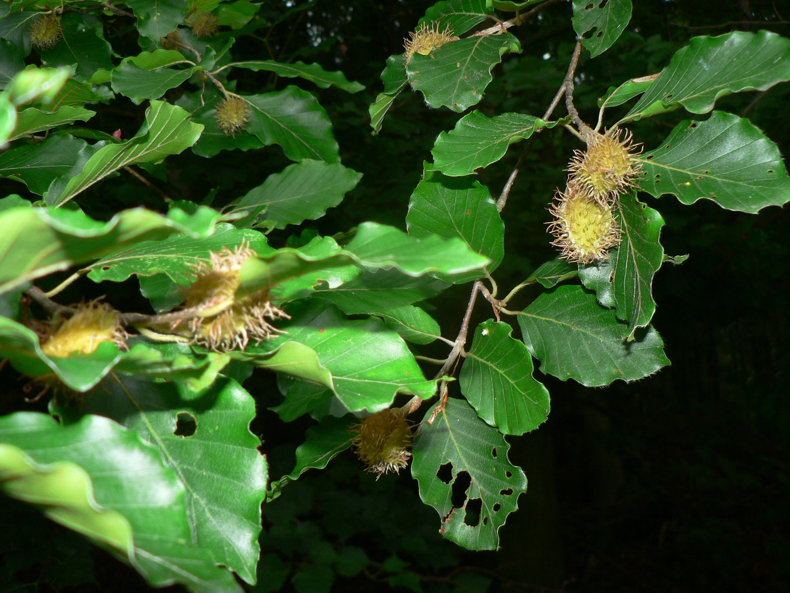 Poklady z přírody 75 – Buk lesní | iFauna.cz