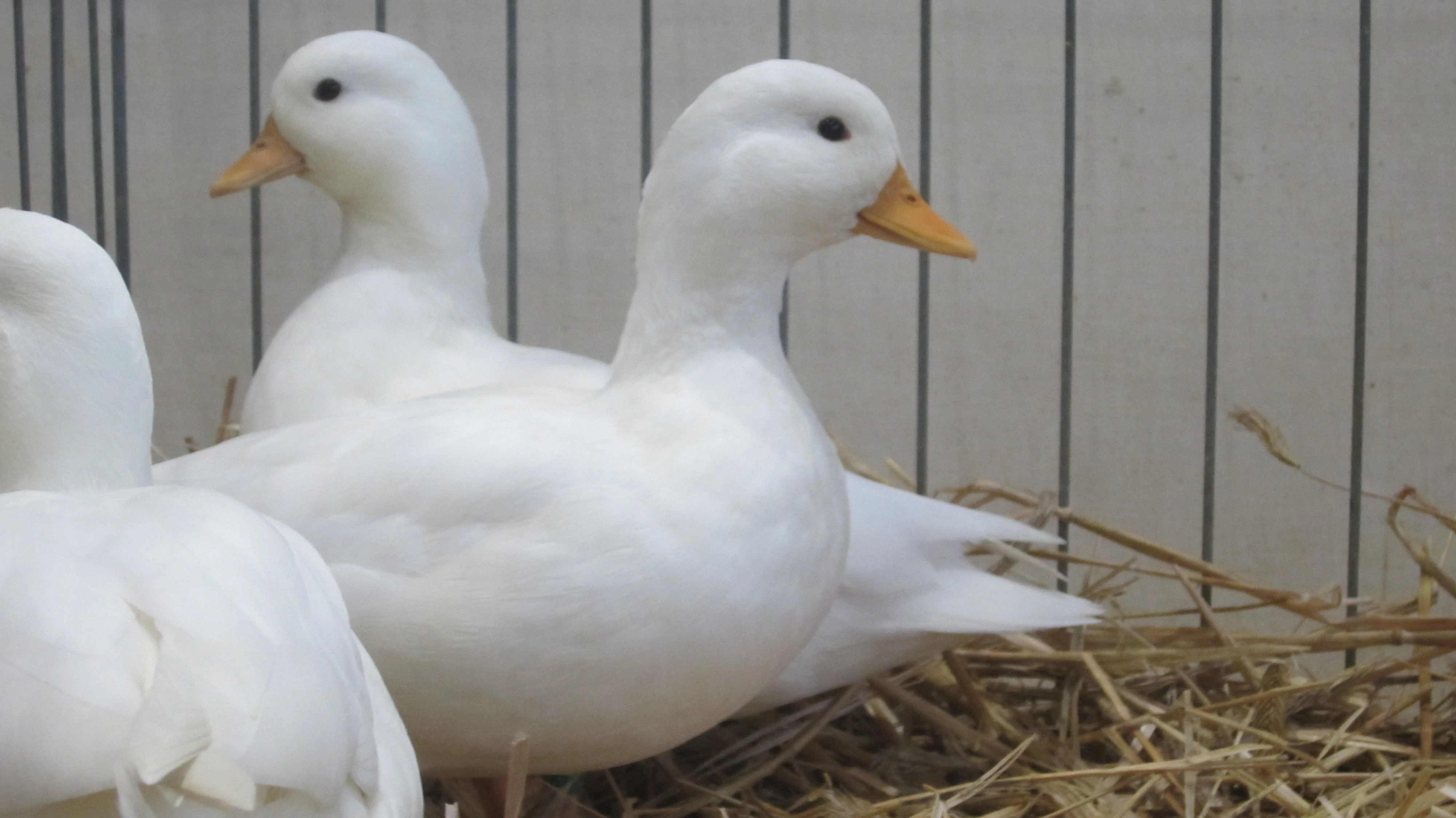 Kachny zakrslé | iFauna.cz