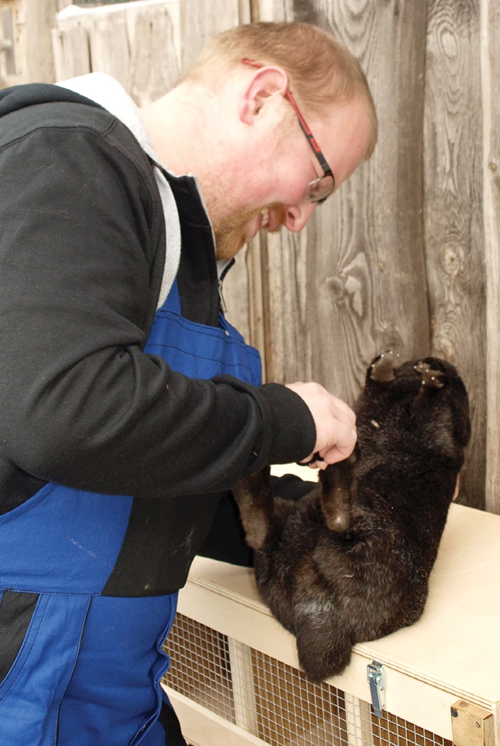 Základy manipulace s králíky, díl 1. – U... | iFauna.cz