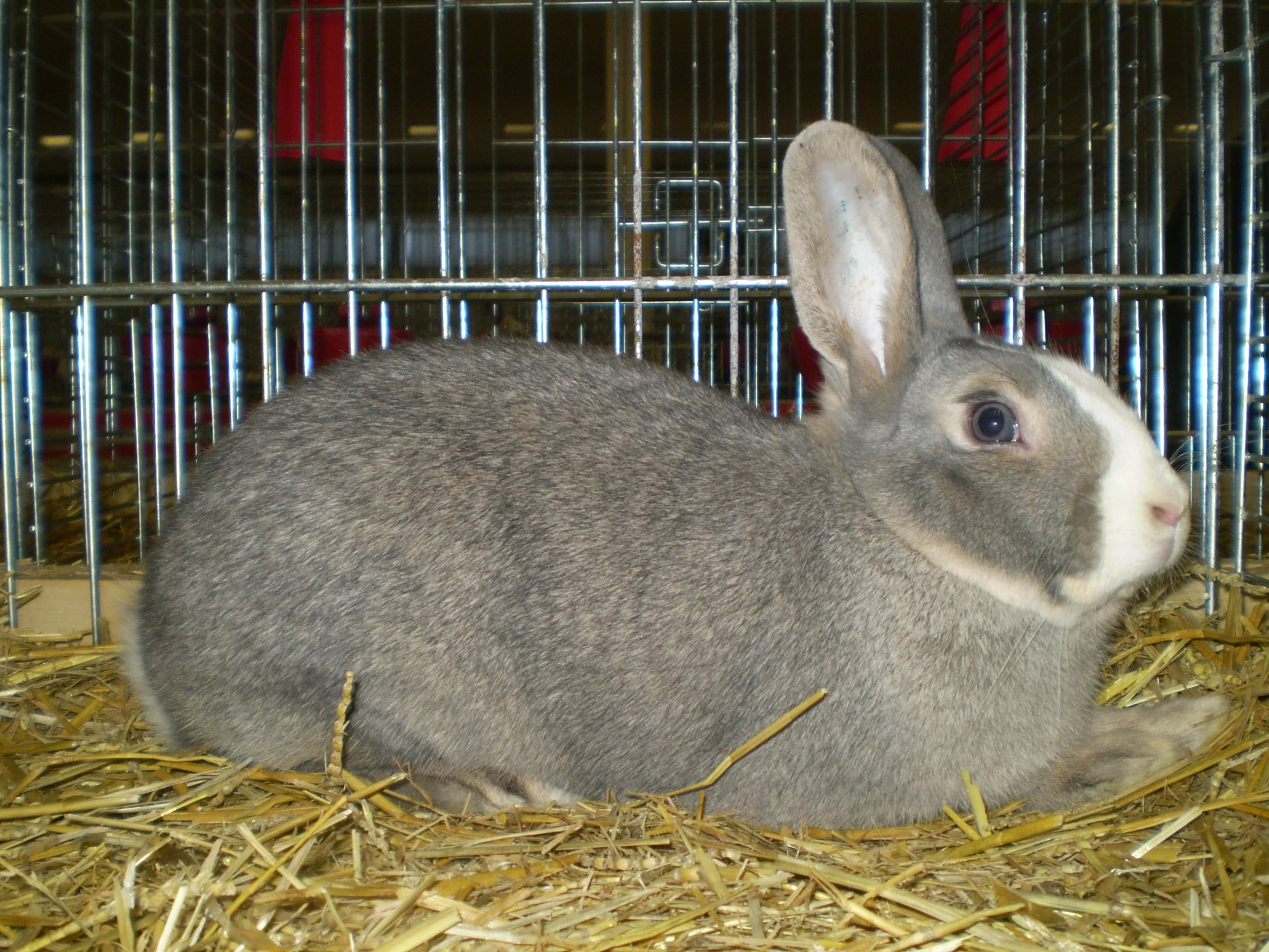 Liptovský lysko | iFauna.cz