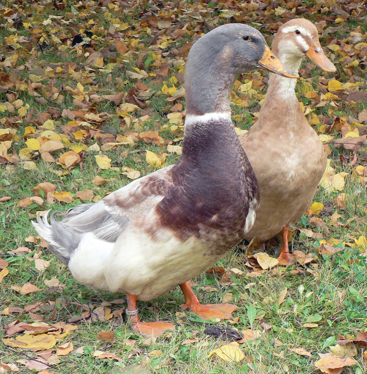 Kachny saské | iFauna.cz