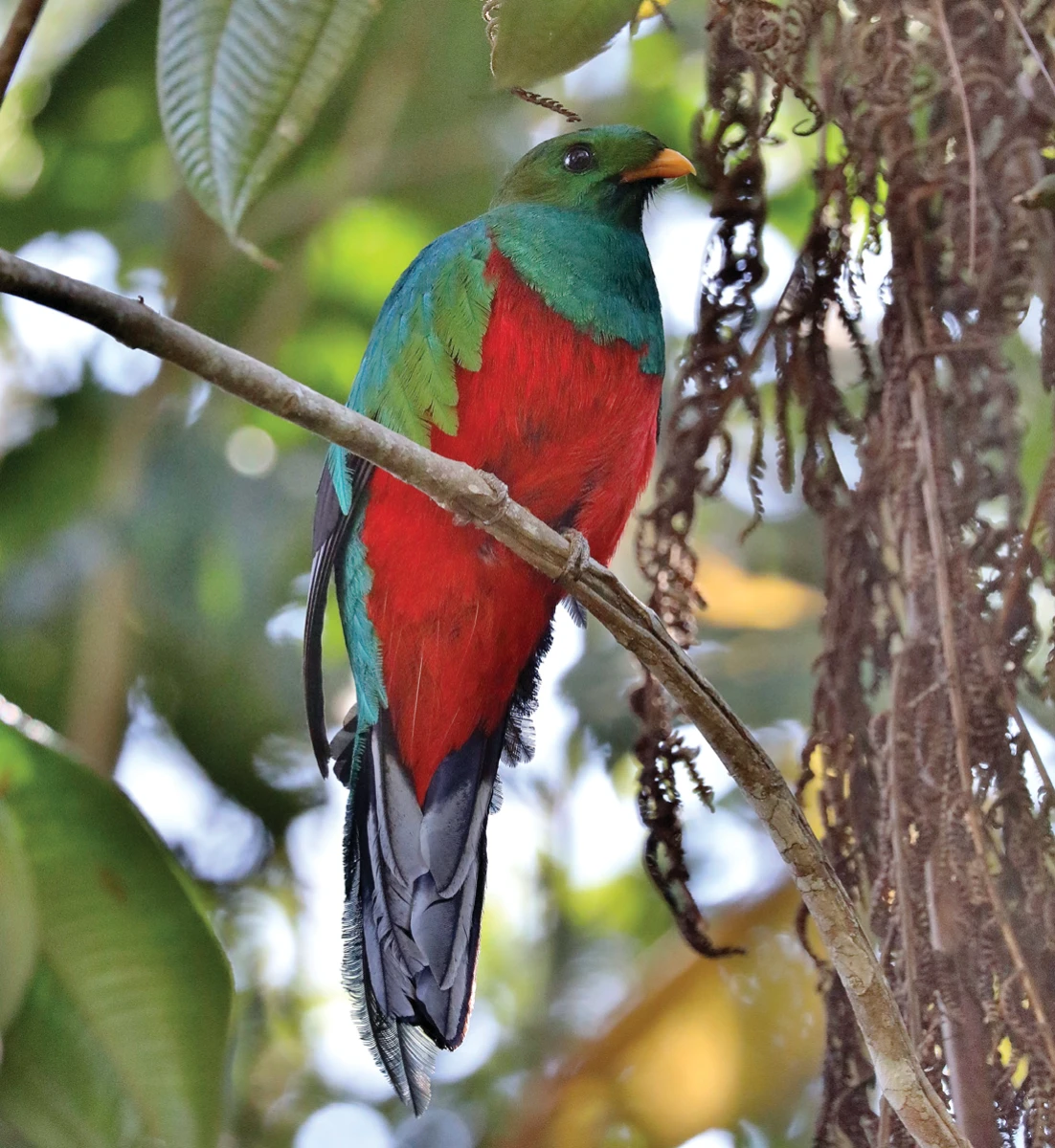 Trogoni v přírodě a lidské péči | iFauna.cz