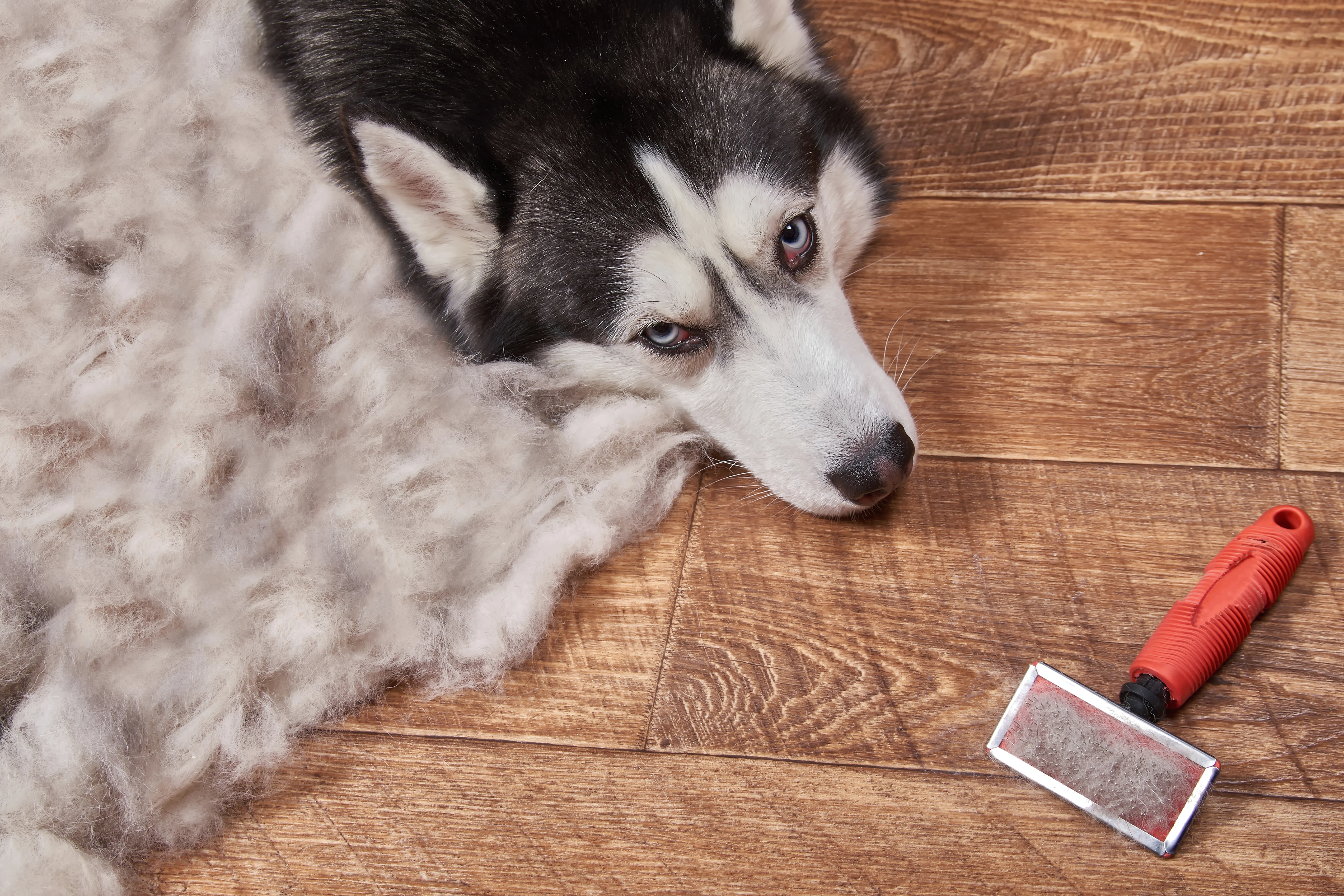 Základy péče o srst psa | iFauna.cz