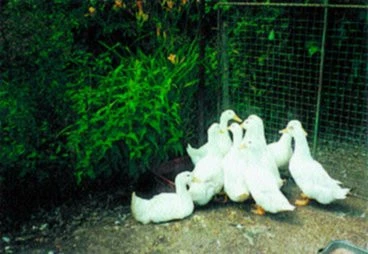 Kachny pekingské | iFauna.cz