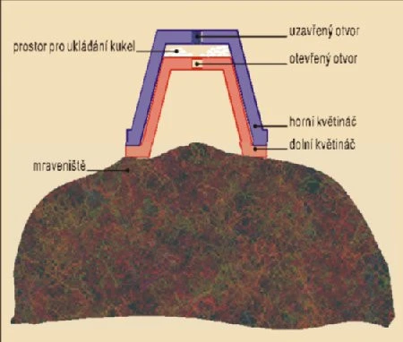 Sběr mravenčích kukel | iFauna.cz