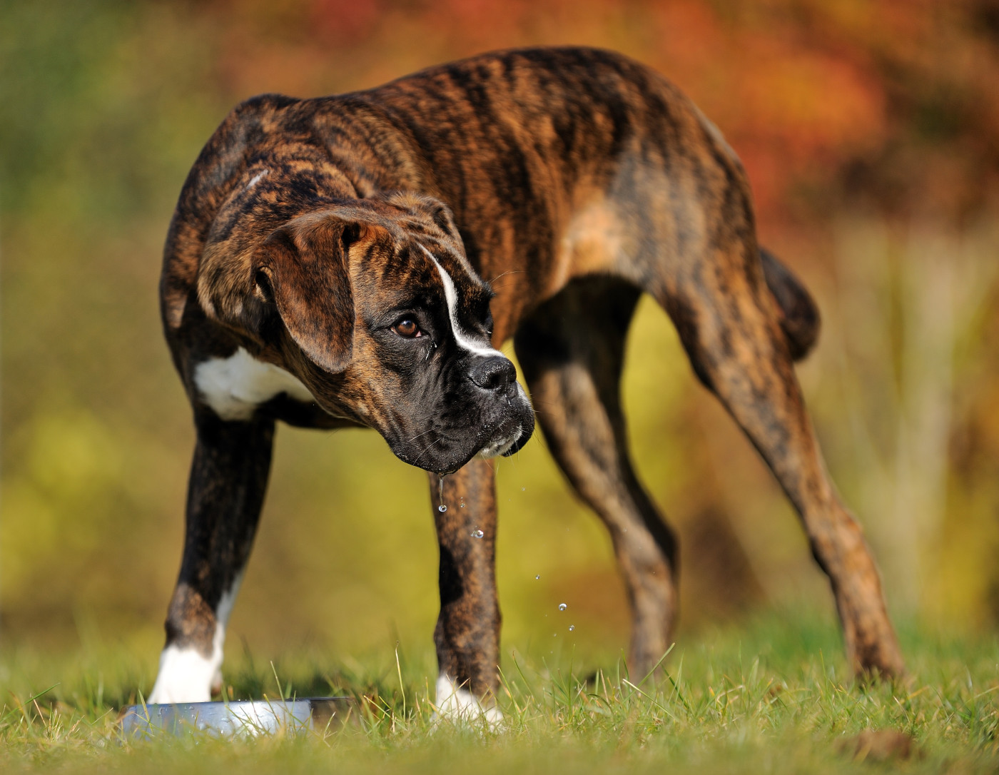 Německý boxer - Atlas psů | iFauna.cz