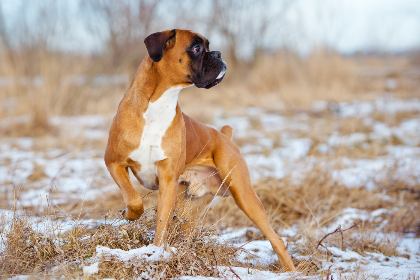 Německý boxer - Atlas psů | iFauna.cz
