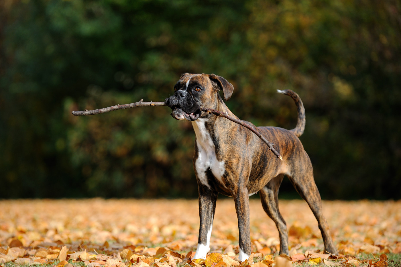 Německý boxer - Atlas psů | iFauna.cz