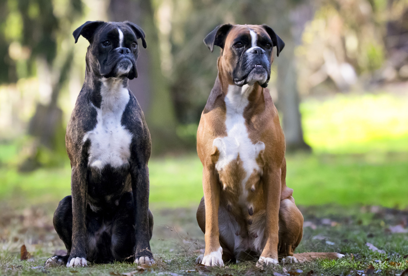 Německý boxer - Atlas psů | iFauna.cz