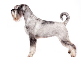 Knírač střední - Atlas psů | iFauna.cz