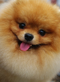 Pomeranian - Atlas psů | iFauna.cz