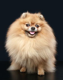 Pomeranian - Atlas psů | iFauna.cz